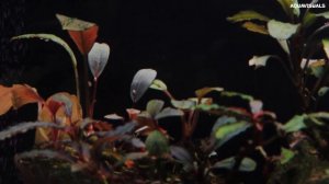 Buce Betta Tank: 3 Month Update Part 2 | Lowtech Aquarium