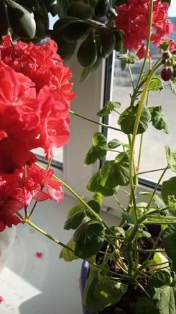 Красавица пеларгония