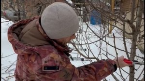 Технология обрезки плодовых