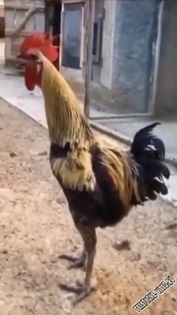 Голосистый петух