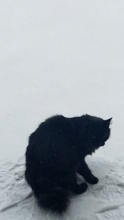 Маркиз