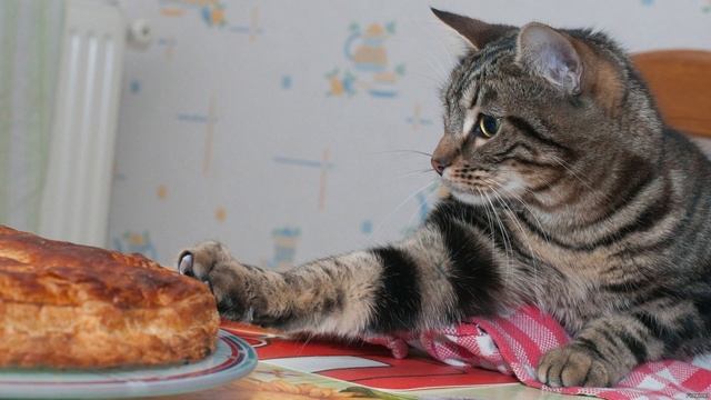 Опасные для кошек продукты