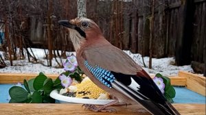 На кормушку прилетели Сойки, Голуби, Большие Синицы и Воробьи (11.01.2025 года)