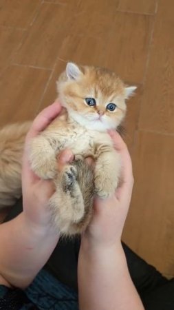 Плюшевый зайчик