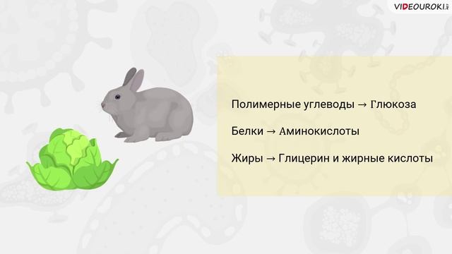 19. Обмен веществ. Энергетический обмен