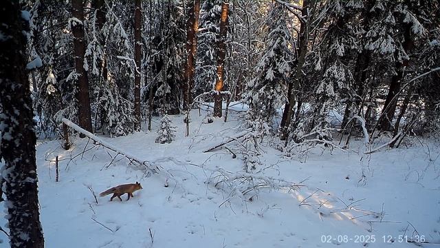 Что там у зверей в диком лесу? Семнадцатый выпуск. Лесная жизнь в феврале.