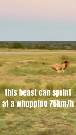 He tore a lion apart with his bare hands #history #samson  #lion #strenght