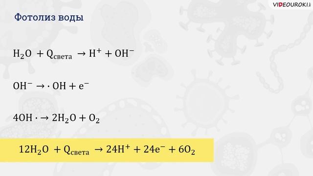 20. Фотосинтез и хемосинтез