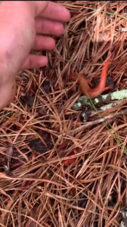 Flipping BRIGHT red squirming salamander