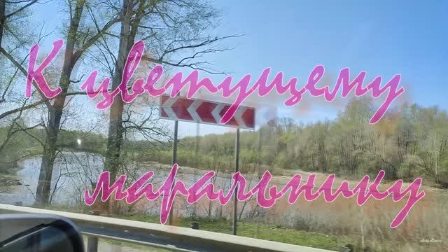 К цветущему  маральнику 2022.