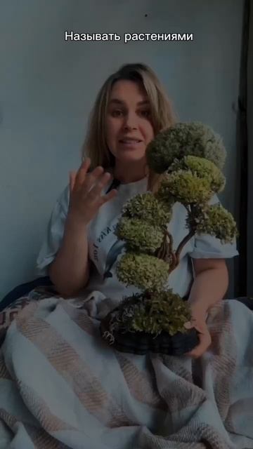 Что же такое ЦЕТРАРИЯ