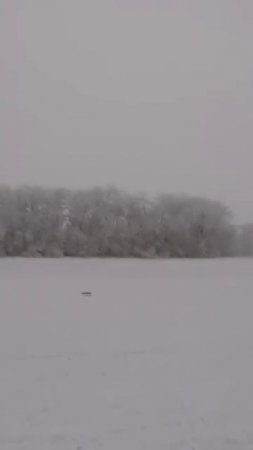 Наша охота на зайца 🐰
@nykinhawk