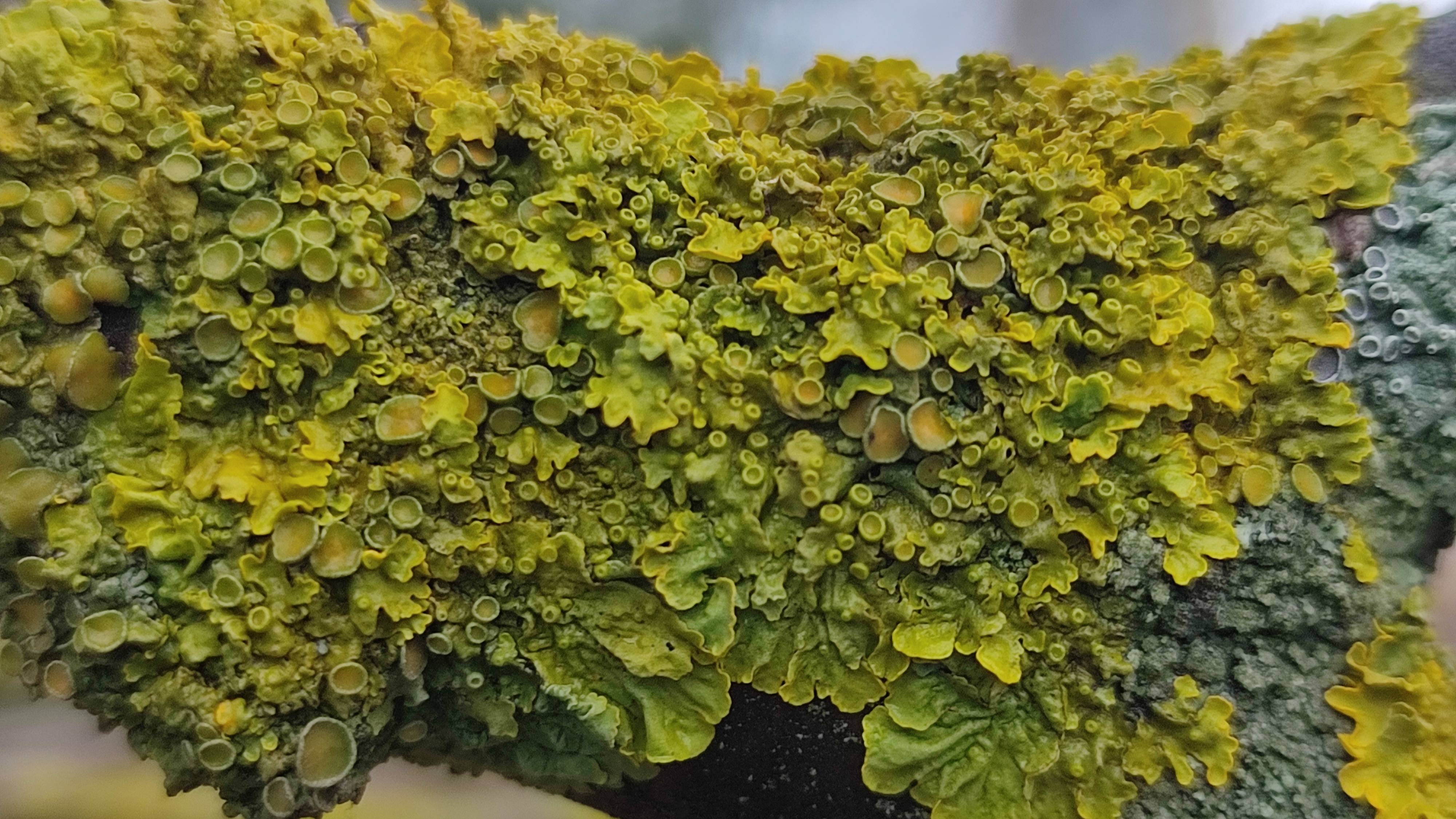 Ксанто́рия , лишайник на рябине, симбиоз Царства грибов и растений.