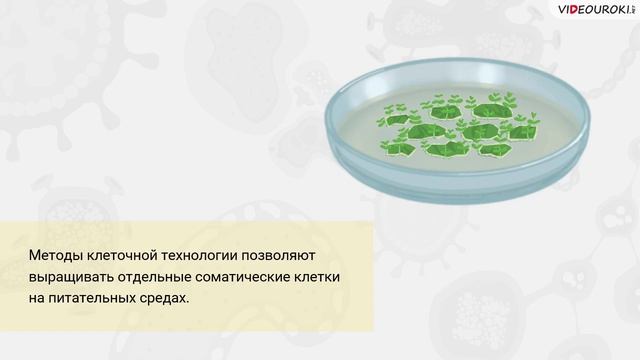 30. Селекция микроорганизмов. Биотехнология