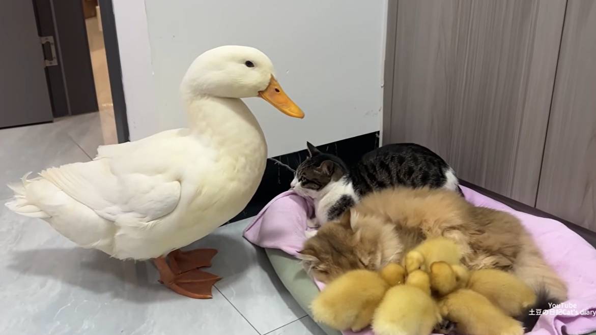 🐱С КОТАМИ🐰 ВСЕМ ТЕПЛО И УЮТНО, НЕ ТОЛЬКО ЧЕЛОВЕКУ❤