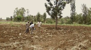 Shamba Shape Up Sn 8 - Ep 2: Watermelons, Green Maize, Dairy Cows (Swahili)