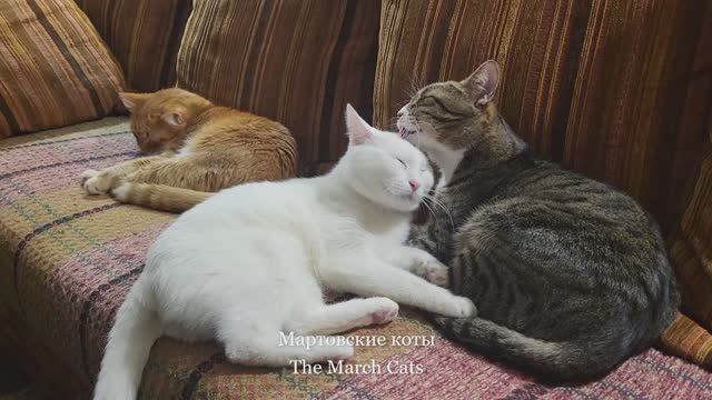 Мартовские коты. The March Cats