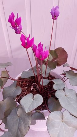 Цикламен европейский Cyclamen purpurascens Dark Silver