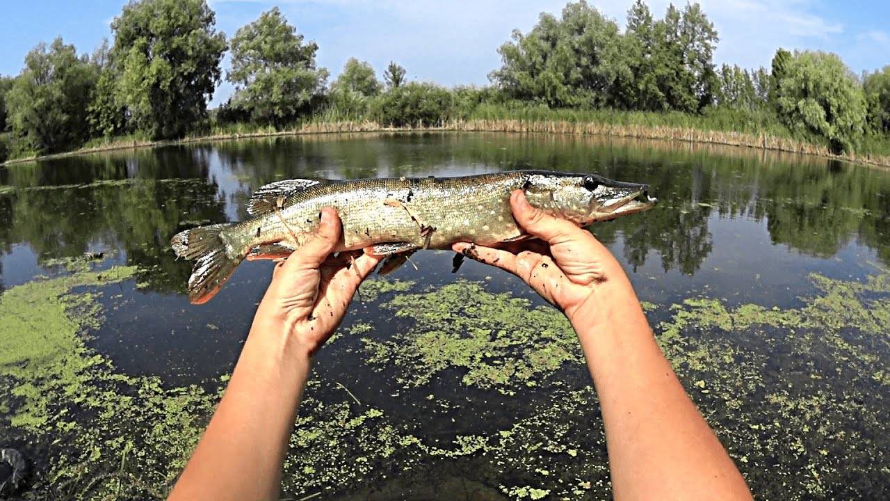 ЛОВЛЯ ЩУКИ В ЗАРОСШЕМ ЗАЛИВЕ НА ЛЯГУШКУ. РЫБАЛКА НА СПИННИНГ