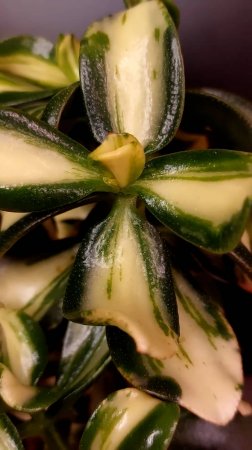 Красавица обернулась вариегатная толстянка \ крассула Crassula ovata Return of Beauty
