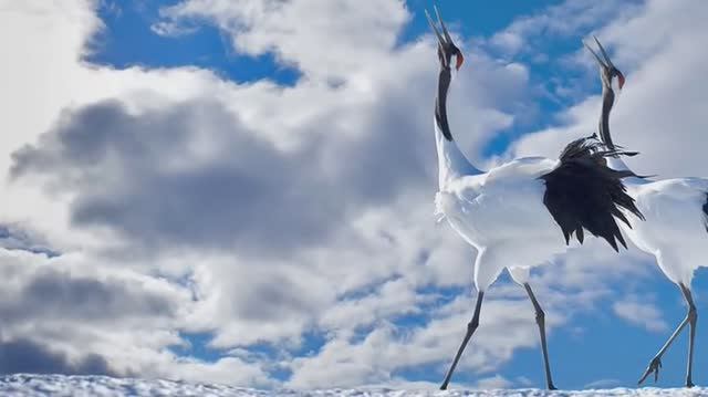 Ах, как хочется мне закричать журавлем...