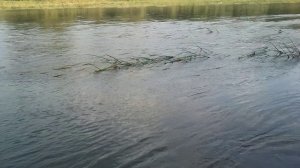 Чистейшая горная река