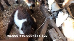 Cost of Goat and Ram in December 2020 - itoko, Abeokuta, Ogun state Nigeria
