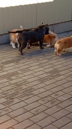 вельш корги пемброк