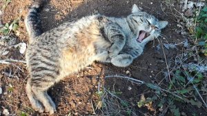 Ласковый котик