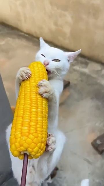 на палочке