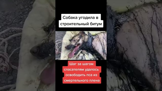 Спасли собаку