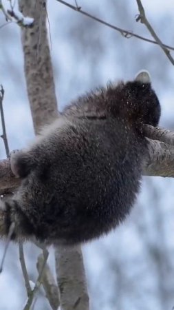 Don't miss the tail tuck at the end!!..🥺 #shorts ... #cute