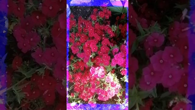 доброго прекрасного вечера 8 Марта