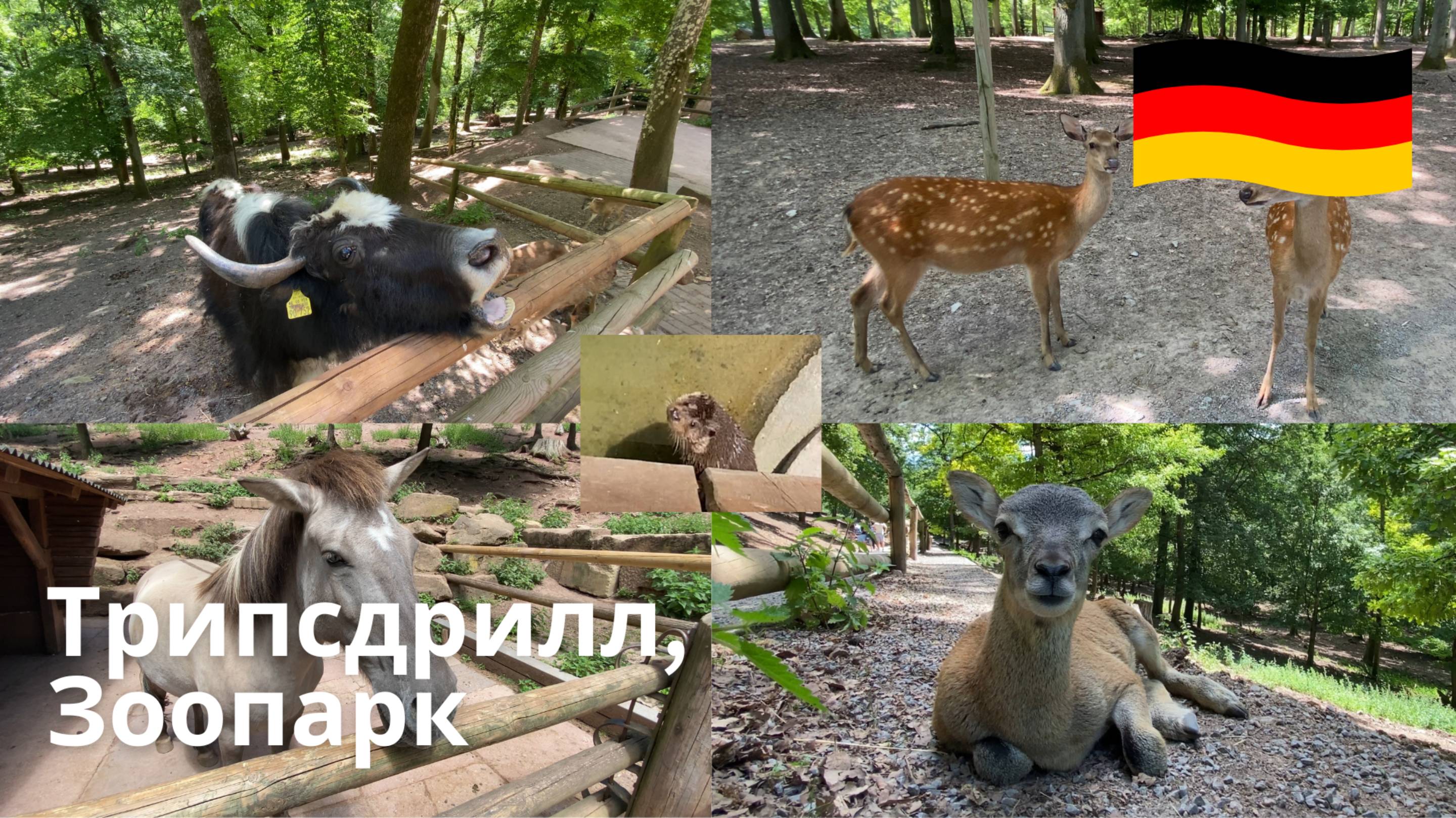 Трипсдрилл, Трипсдрилл Wildparadies, Парк дикой природы Трипсдрилл - 4K