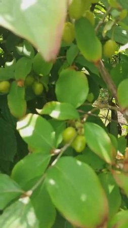 Dereń lekarski Cornus officinalis