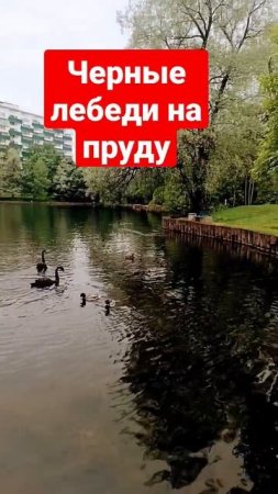 ЧЕРНЫЕ ЛЕБЕДИ