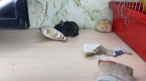 hamsters play - хомяки играют