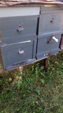Взяток золотарника в серпні