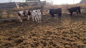 Новая партия быков на продажу