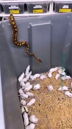 अजगर के बारे में 5 मजेदार facts. top 5 amazing and interesting facts about snake 🐍🐍🐍🐍🐍.