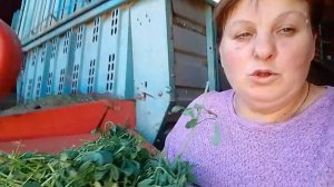 Коровы,куры все как обычно! Наши будни.