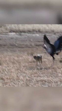 Secretary Bird Vs Jackal #shorts