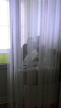 Битва котиков на балконе