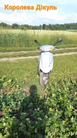 Гречка як смородина сорт Дікуль норма 60кг. Без добрив