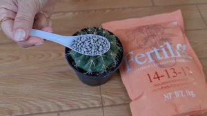 รีวิว ดิสโก้ แคคตัส วิธีดูแลให้รอดและสวยๆ สำหรับผู้เริ่มต้น Disco Cactus
