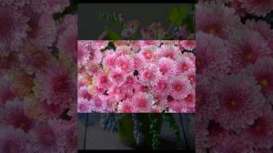 Поздравляю с 8 марта всех женщин🌷