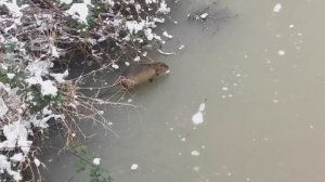 Нутрия зимой в Гамбурге, Nutria im Winter in Hamburg, Nutria in winter in Hamburg – 02.02.2021