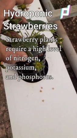 How to Grow Strawberries Hydroponically || Hydroponic Strawberries Farming #shorts