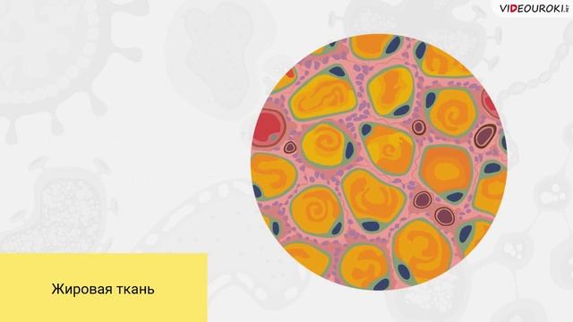 36. Основные типы тканей человека