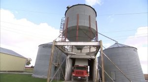 Growing Ingredients for Pig Feed